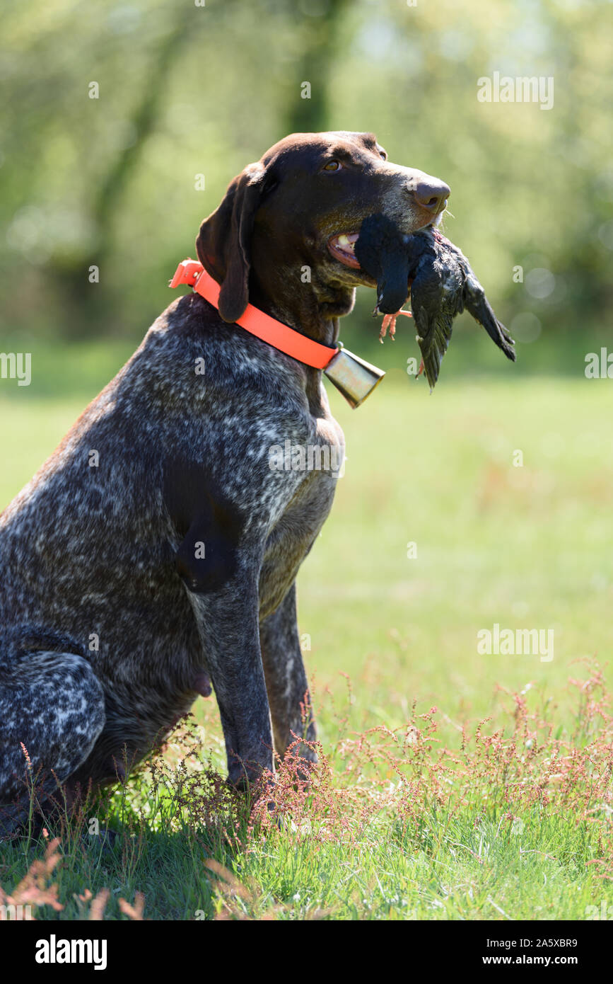dog chasing bird in park Stock Photo - Alamy