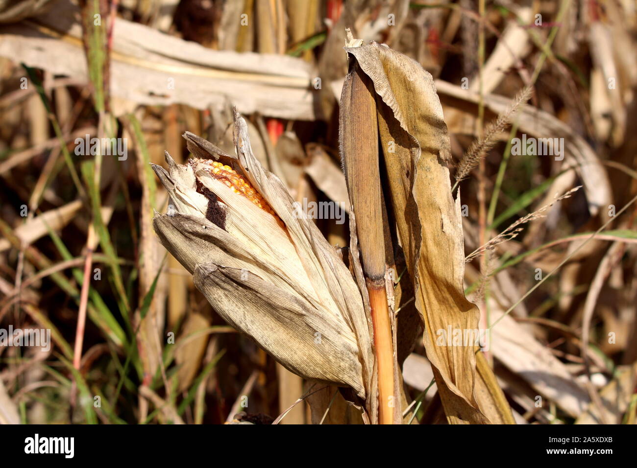 Broken corn hi-res stock photography and images - Alamy