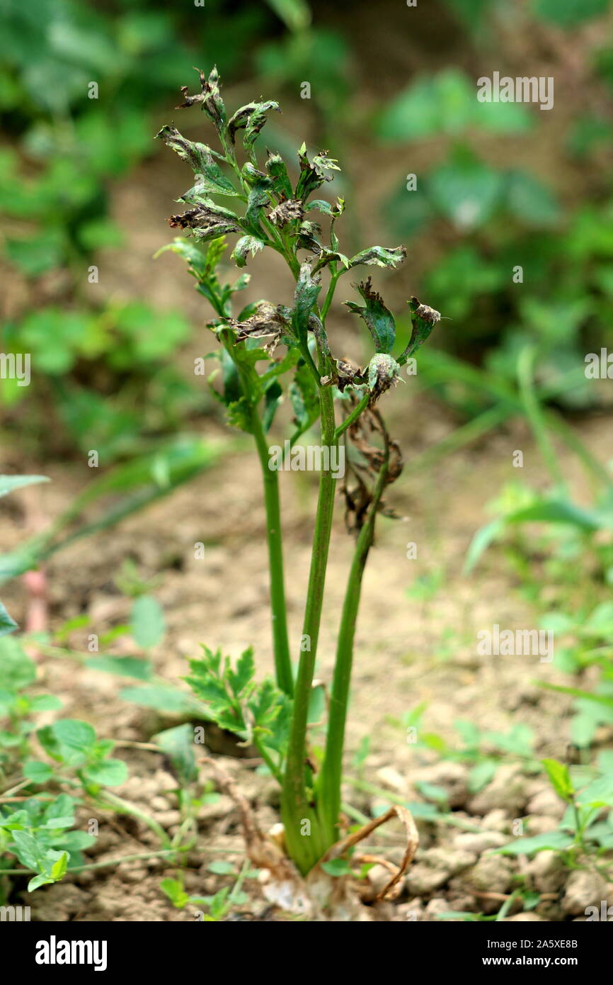 Plant with long stalk and leaves hi-res stock photography and images ...