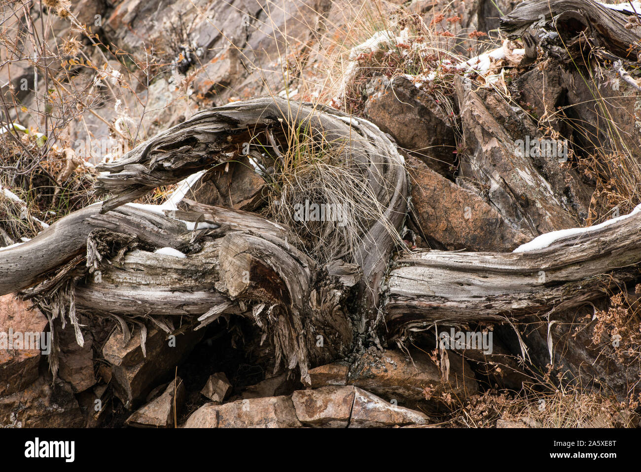 dried tree branch on a rock Stock Photo - Alamy