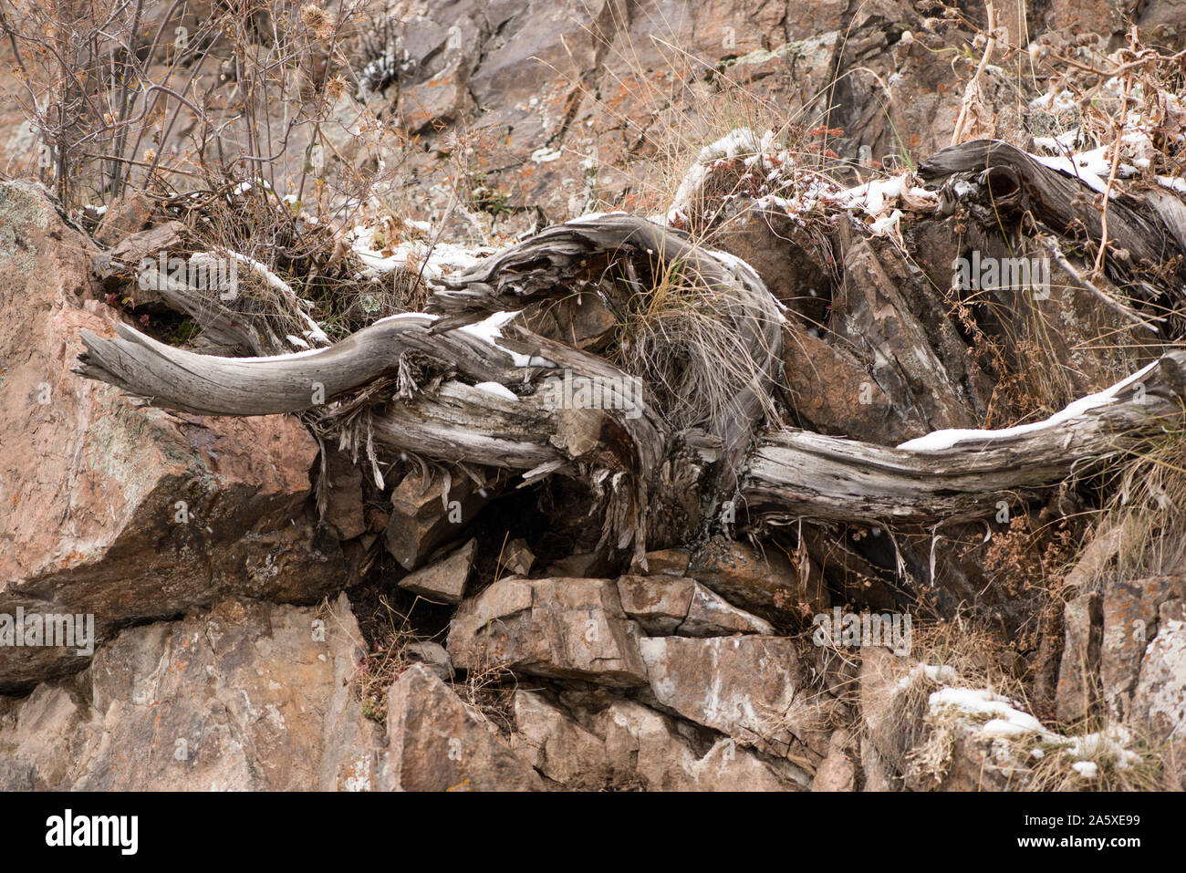 dried tree branch on a rock Stock Photo - Alamy