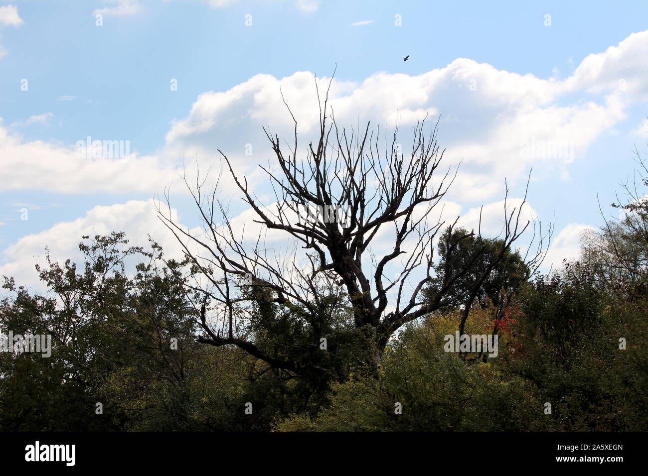 Creepy old tree with dried branches without leaves rising above small ...