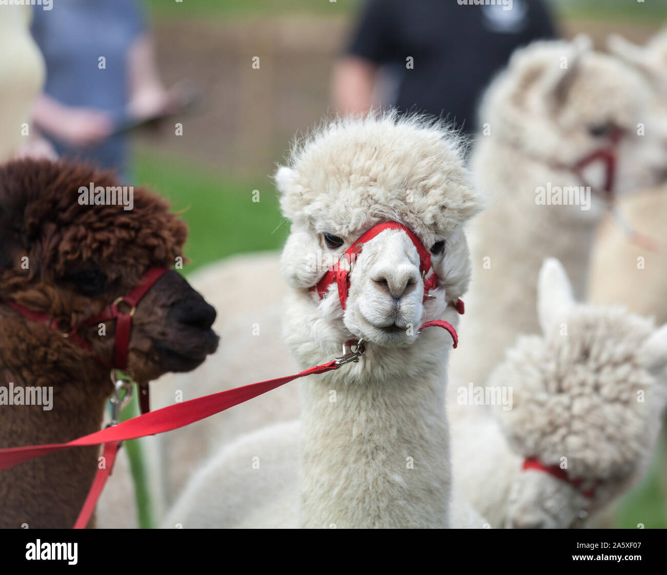 Alpaca walking uk hi-res stock photography and images - Alamy