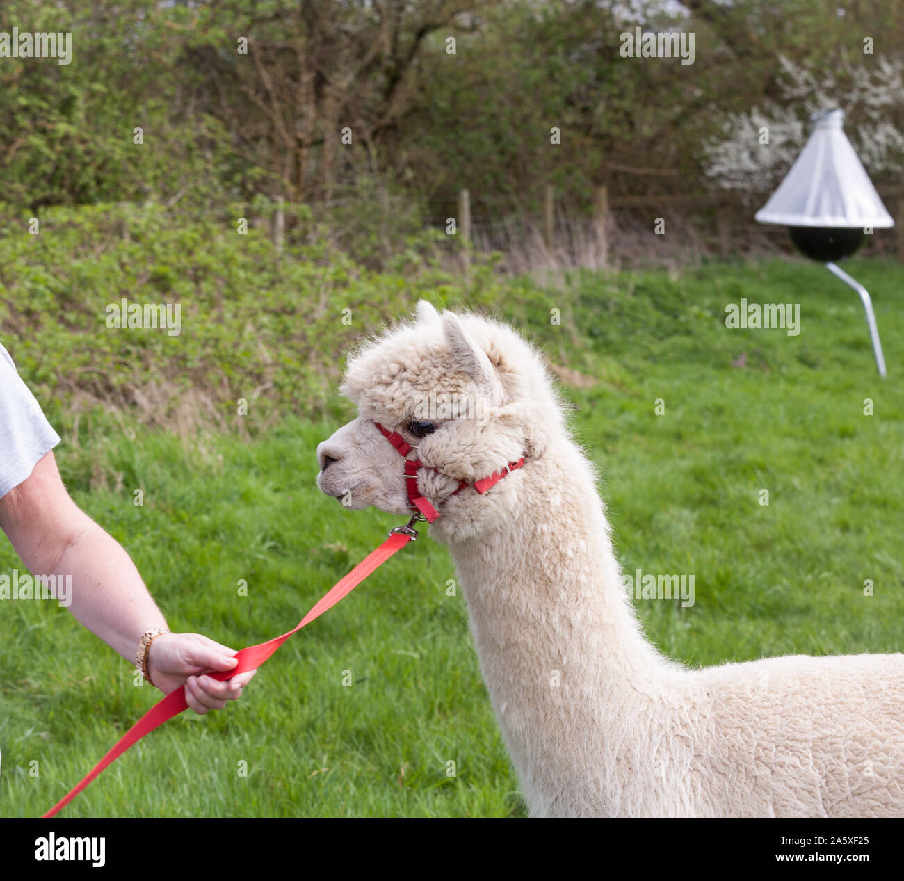 Moptop hi-res stock photography and images - Alamy