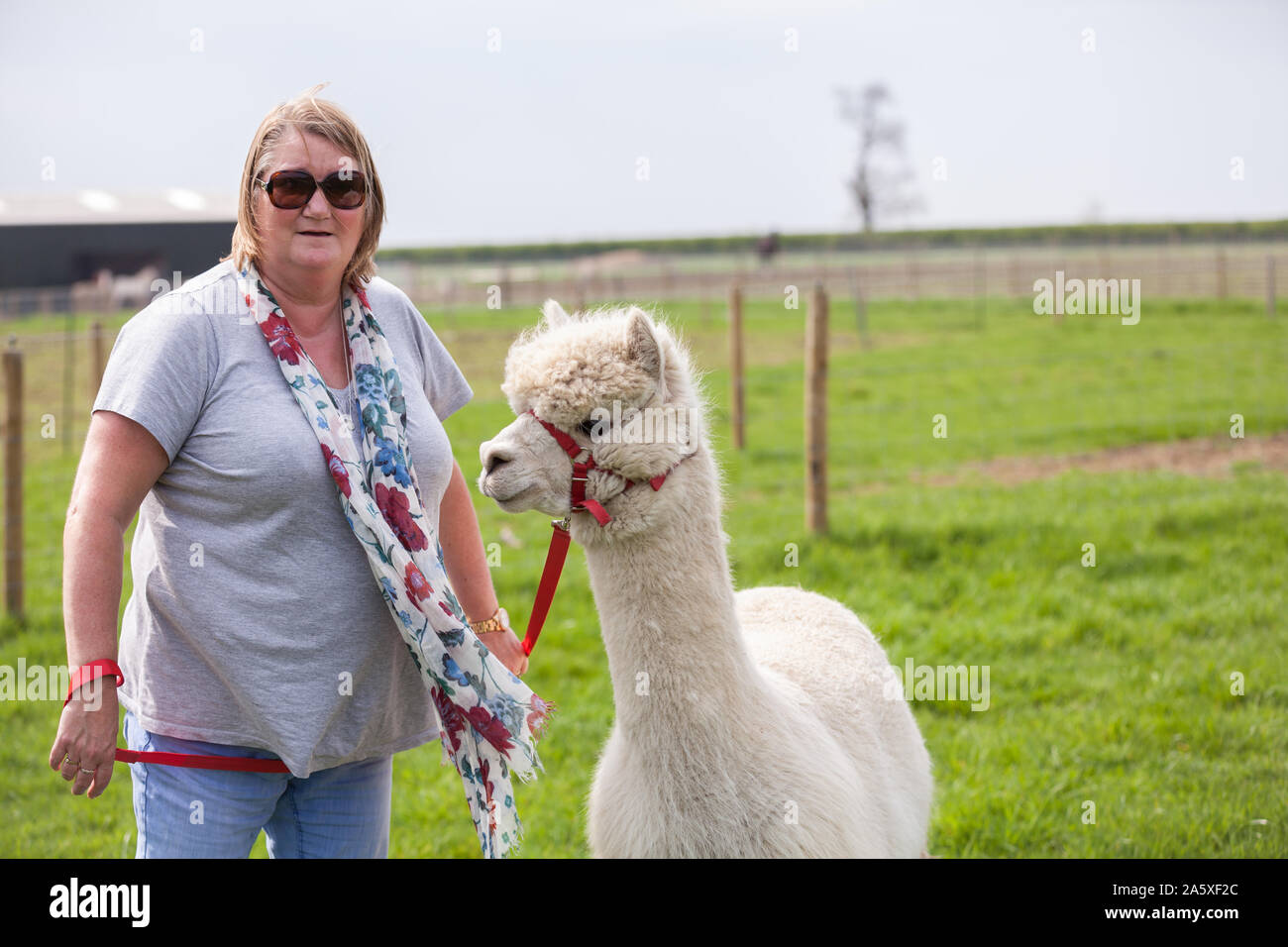 Alpaca walking uk hi-res stock photography and images - Alamy