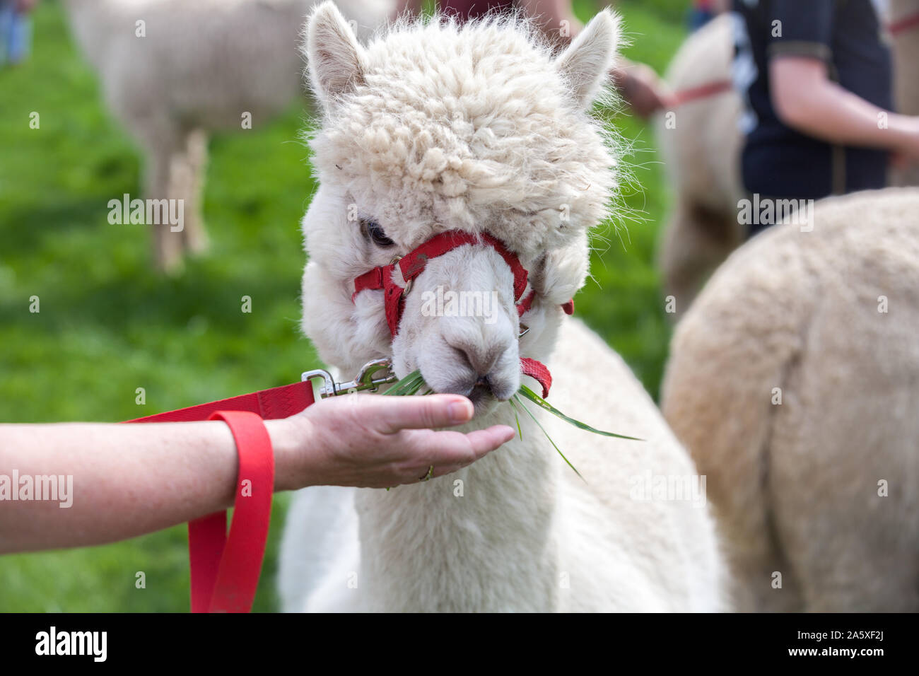 Walking with alpacas hi-res stock photography and images - Alamy