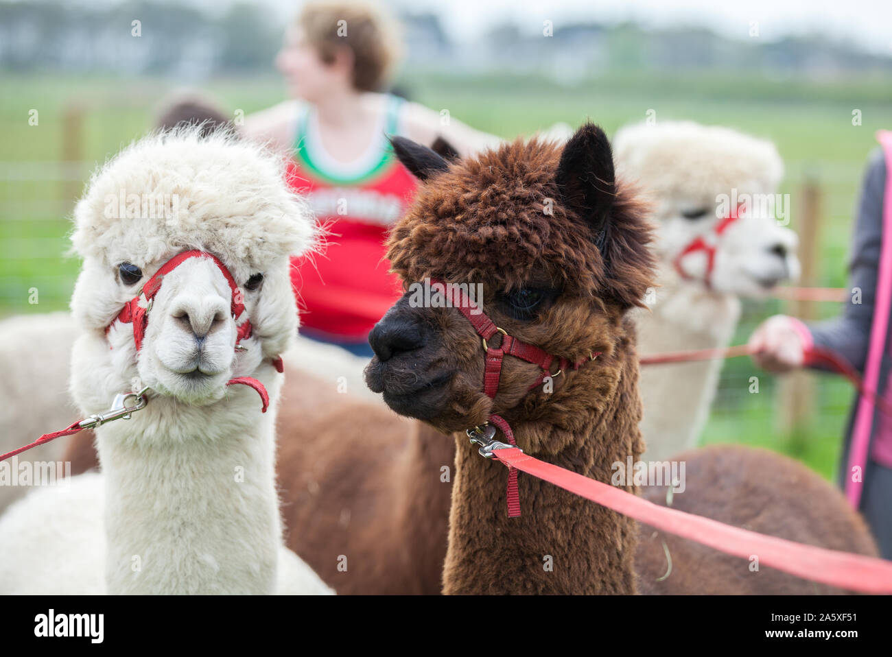 Alpaca walking uk hi-res stock photography and images - Alamy