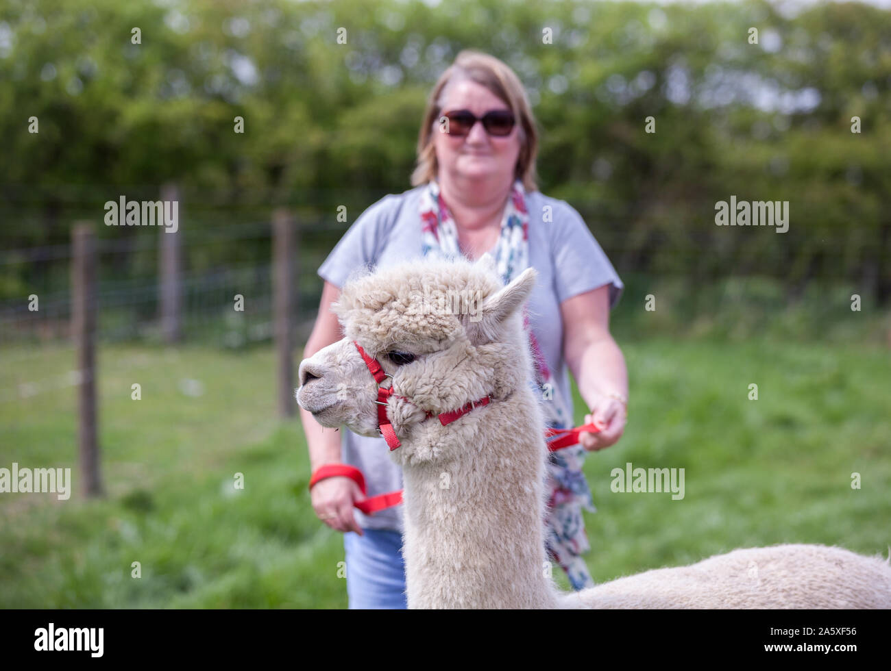 Walking alpacas hi-res stock photography and images - Alamy