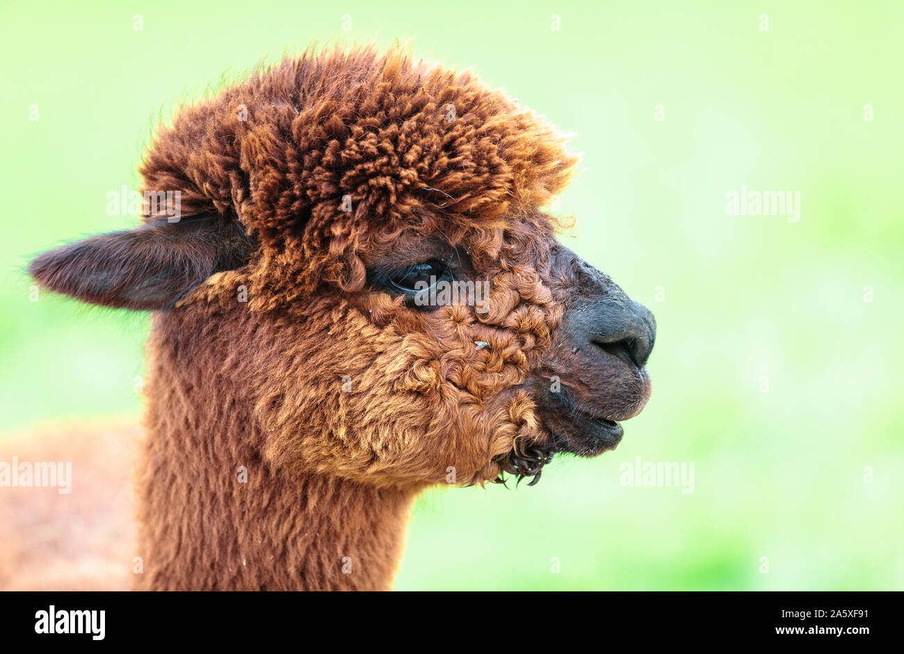Alpaca experience hi-res stock photography and images - Alamy