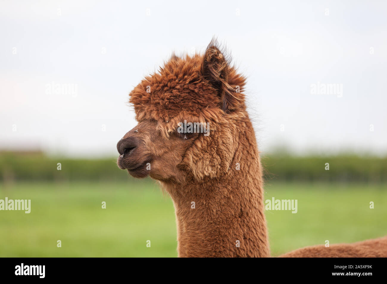 Alpaca experience hi-res stock photography and images - Alamy