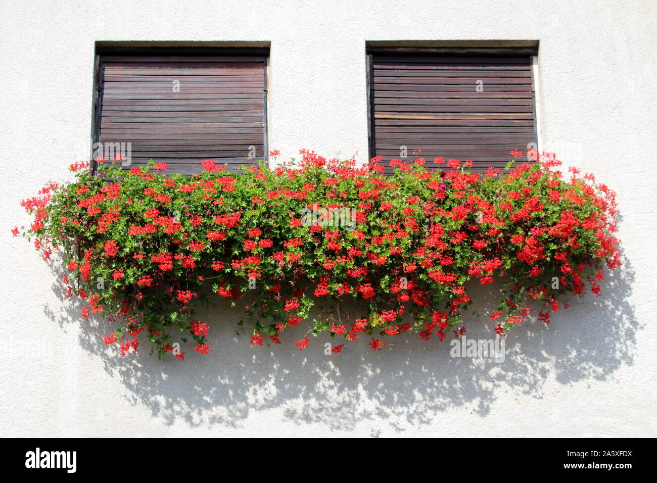 Pelargonium Pots High Resolution Stock Photography and Images - Alamy