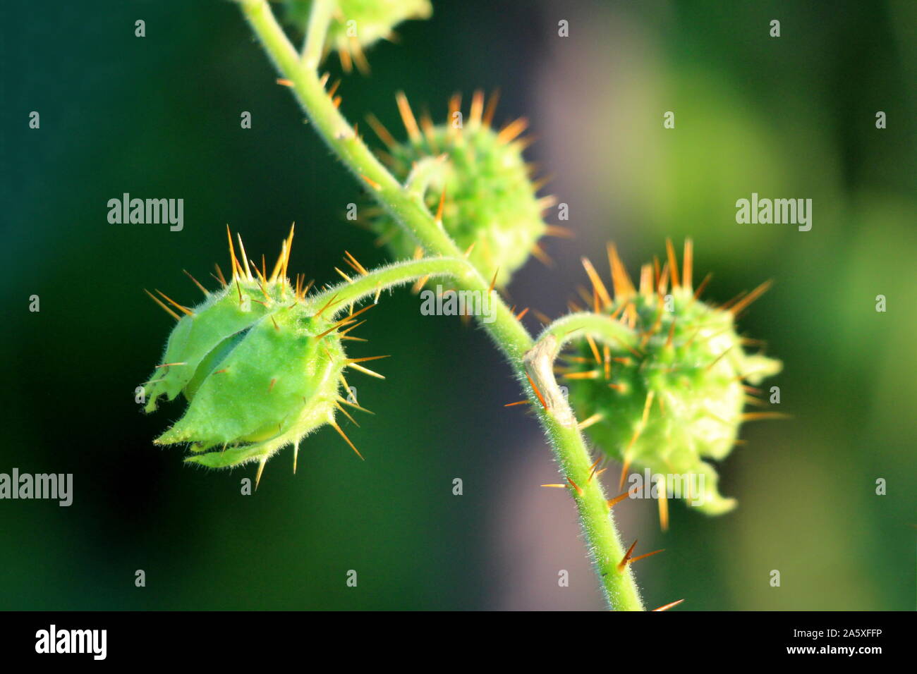 Sticky fruits hi-res stock photography and images - Alamy