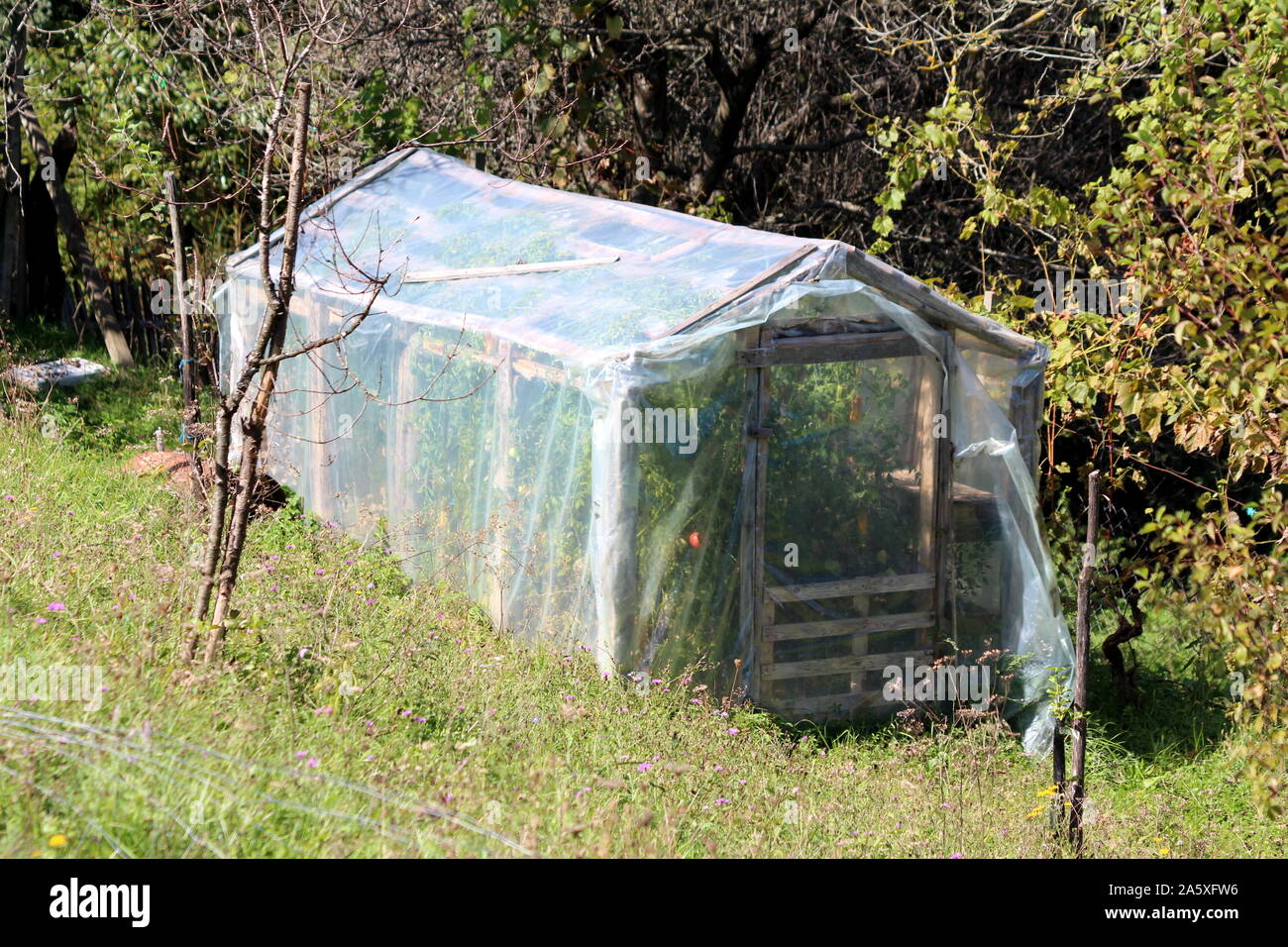 Homemade improvised backyard plastic greenhouse with wooden doors ...