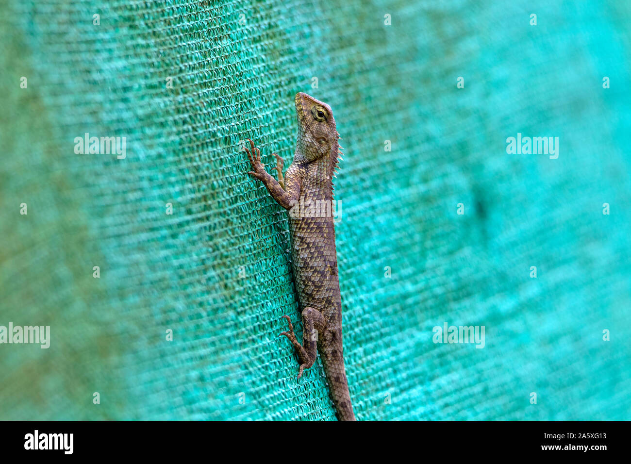 Garden lizards hi-res stock photography and images - Alamy