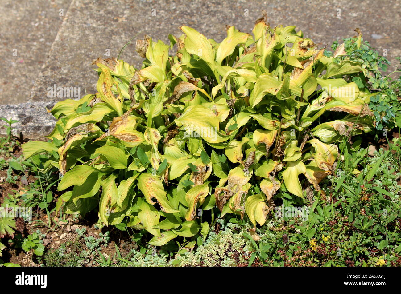 Large Plantain lily or Hosta or Giboshi or Heart-leaf lilies foliage ...