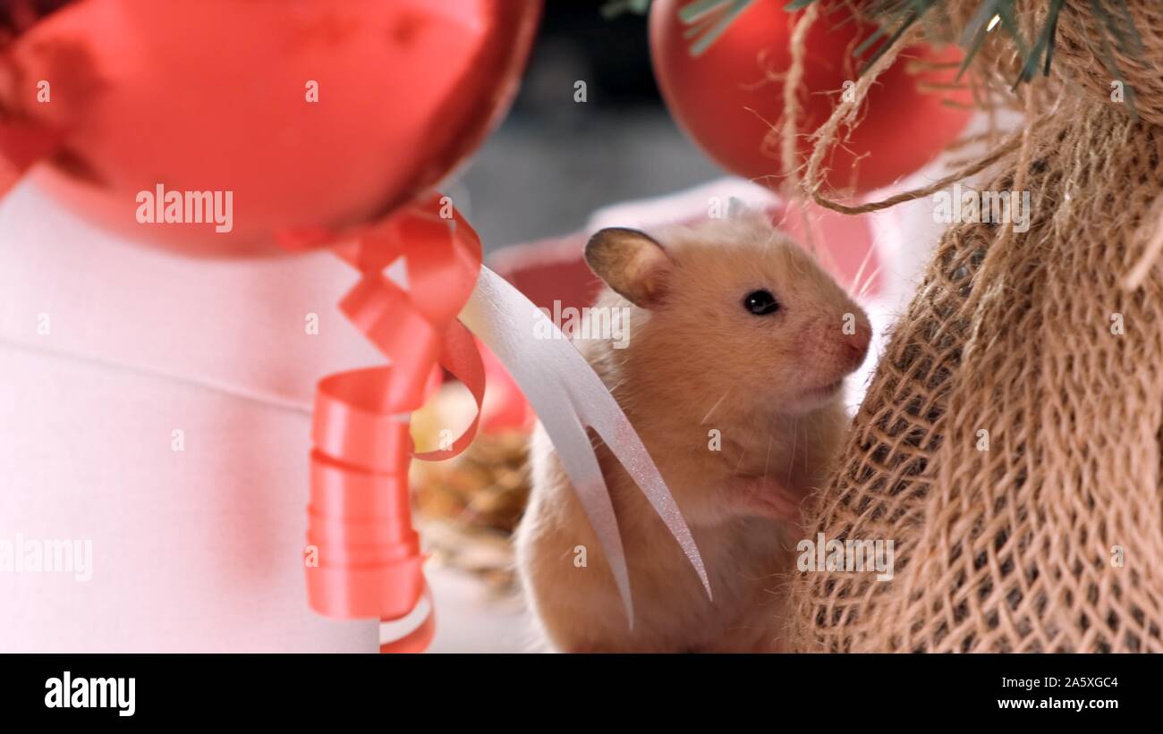 rat with colorful Christmas balls and Christmas tree, a symbol of the ...