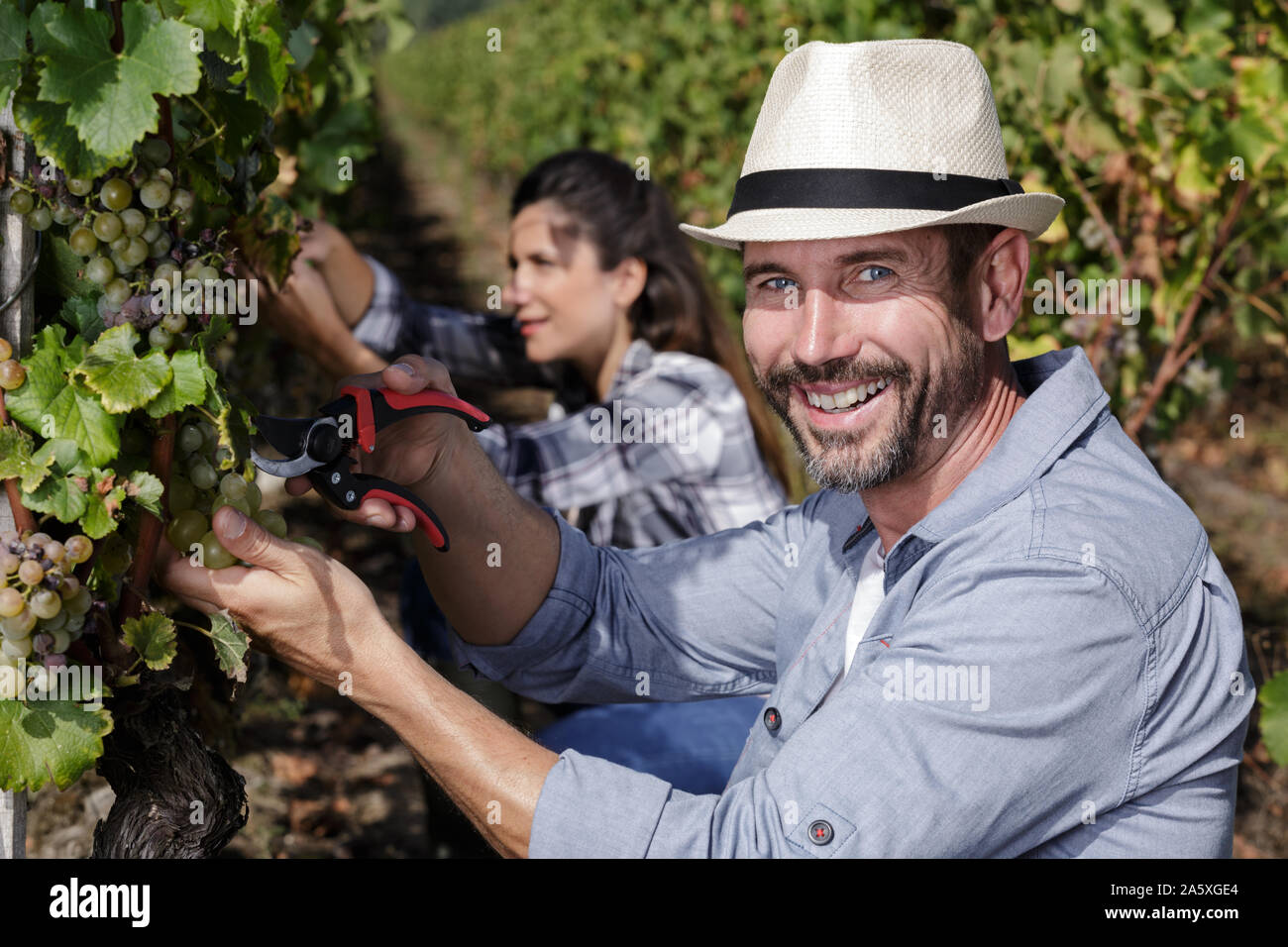 Harvesting grapes by hand hi-res stock photography and images - Alamy