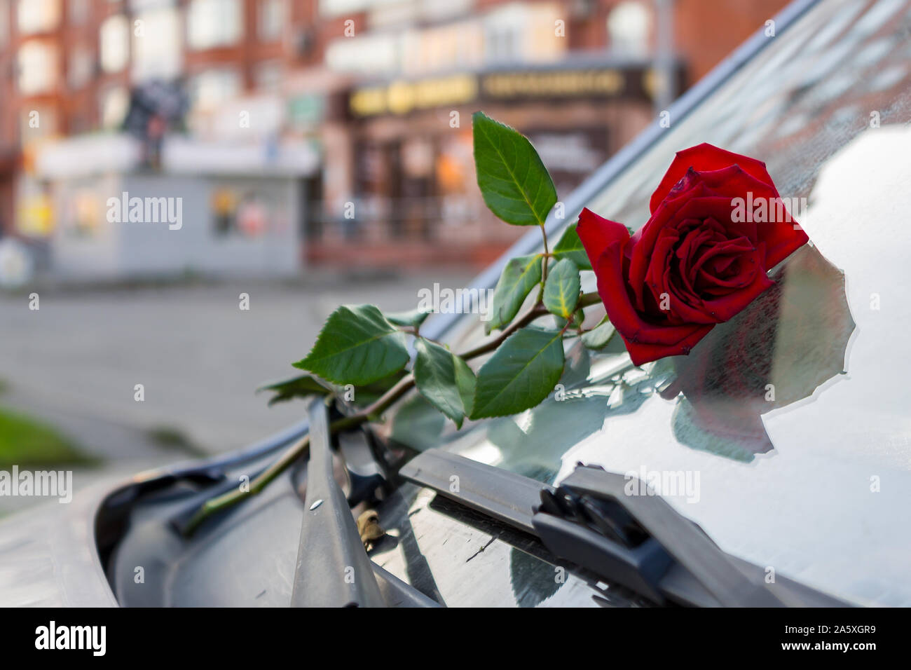 Forgotten red rose on the windshield of a car dries in the air Stock ...