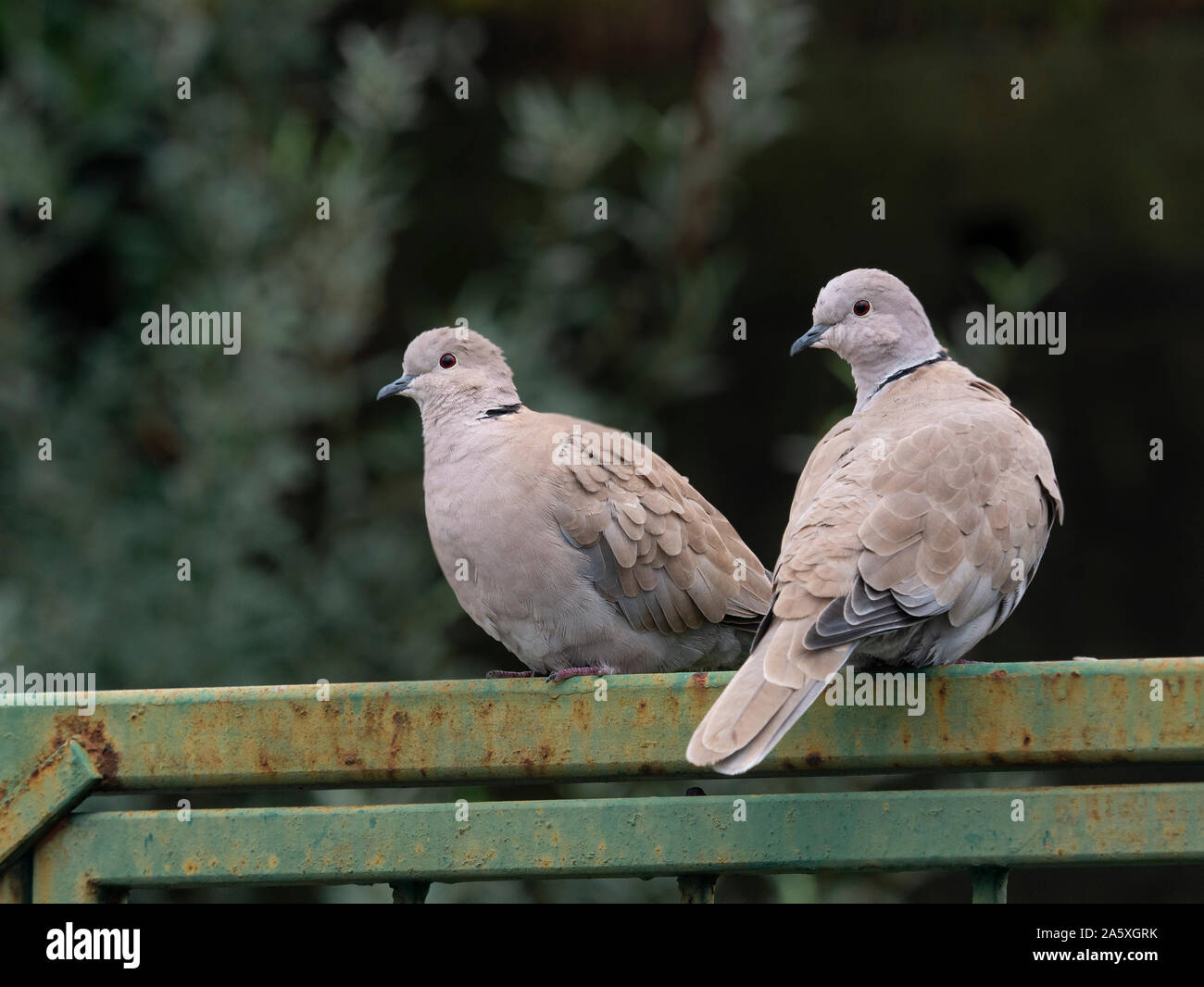 couple of wild cute Eurasian collared dove (Streptopelia decaocto ...