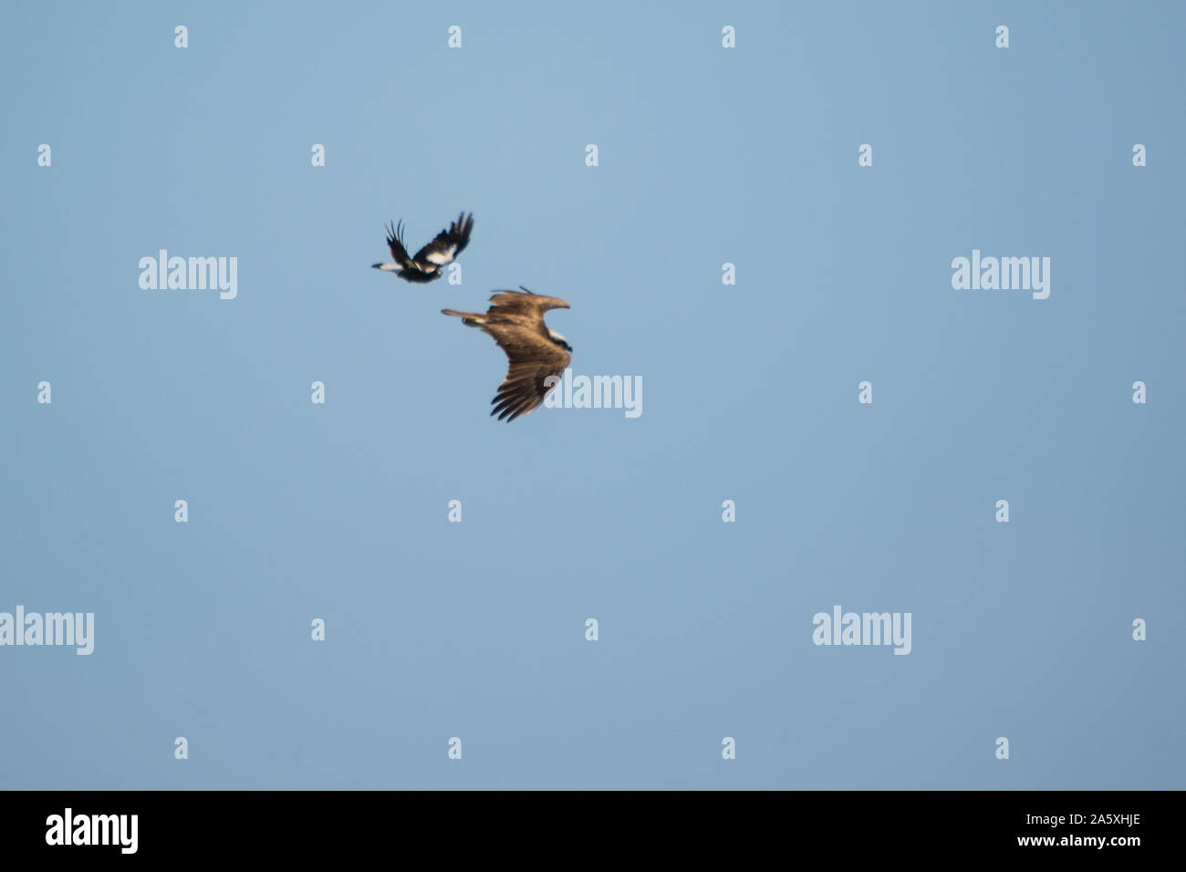 Magpie swooping an Osprey in flight, blue sky Stock Photo - Alamy