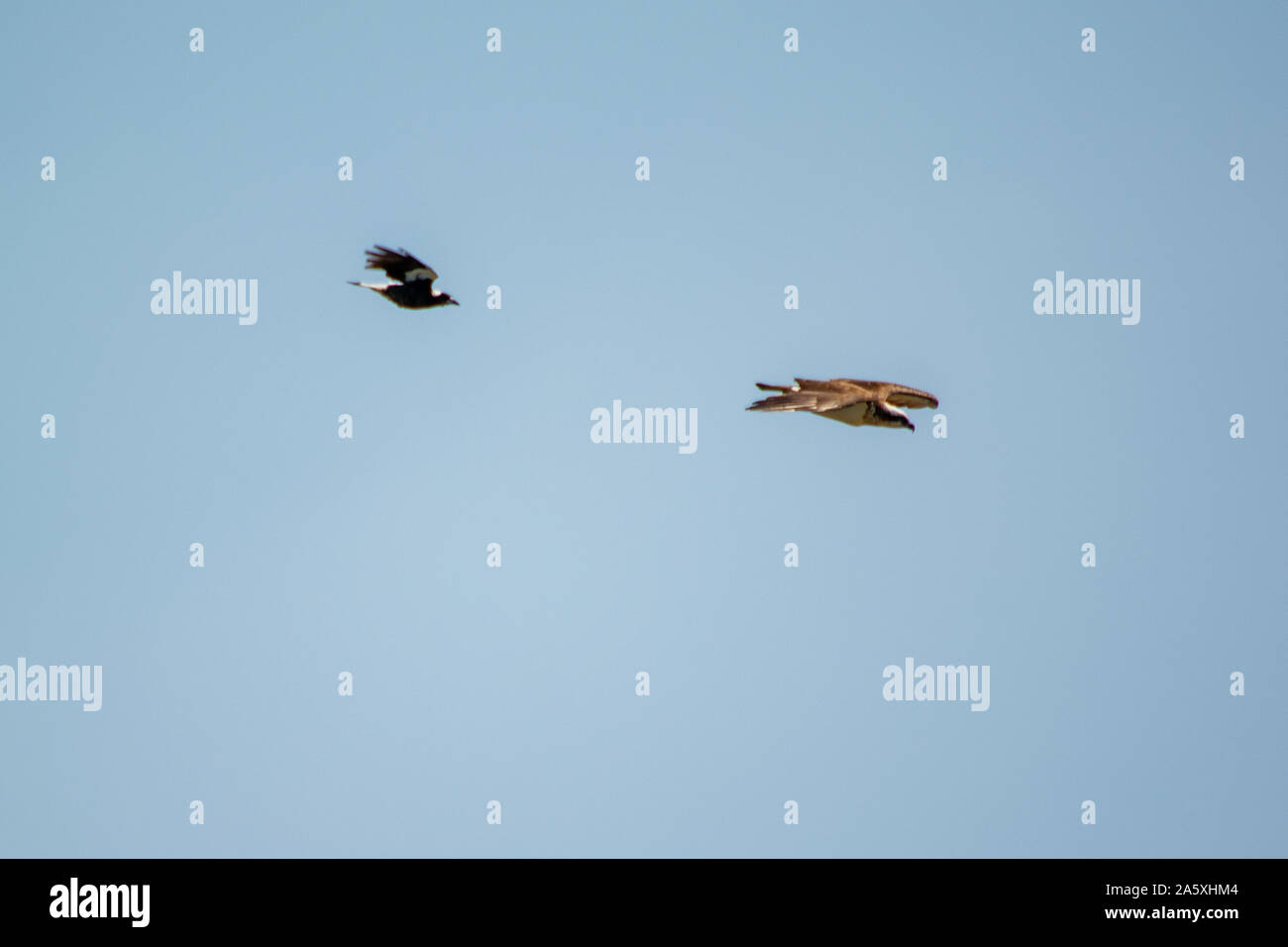 Magpie bird with wings spread hi-res stock photography and images - Alamy