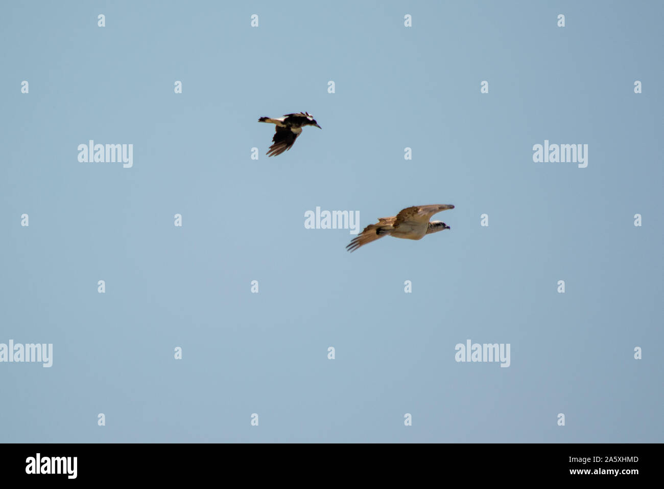 Wildlife. Bird behaviour. Osprey and a Magpie flying in formation? or ...