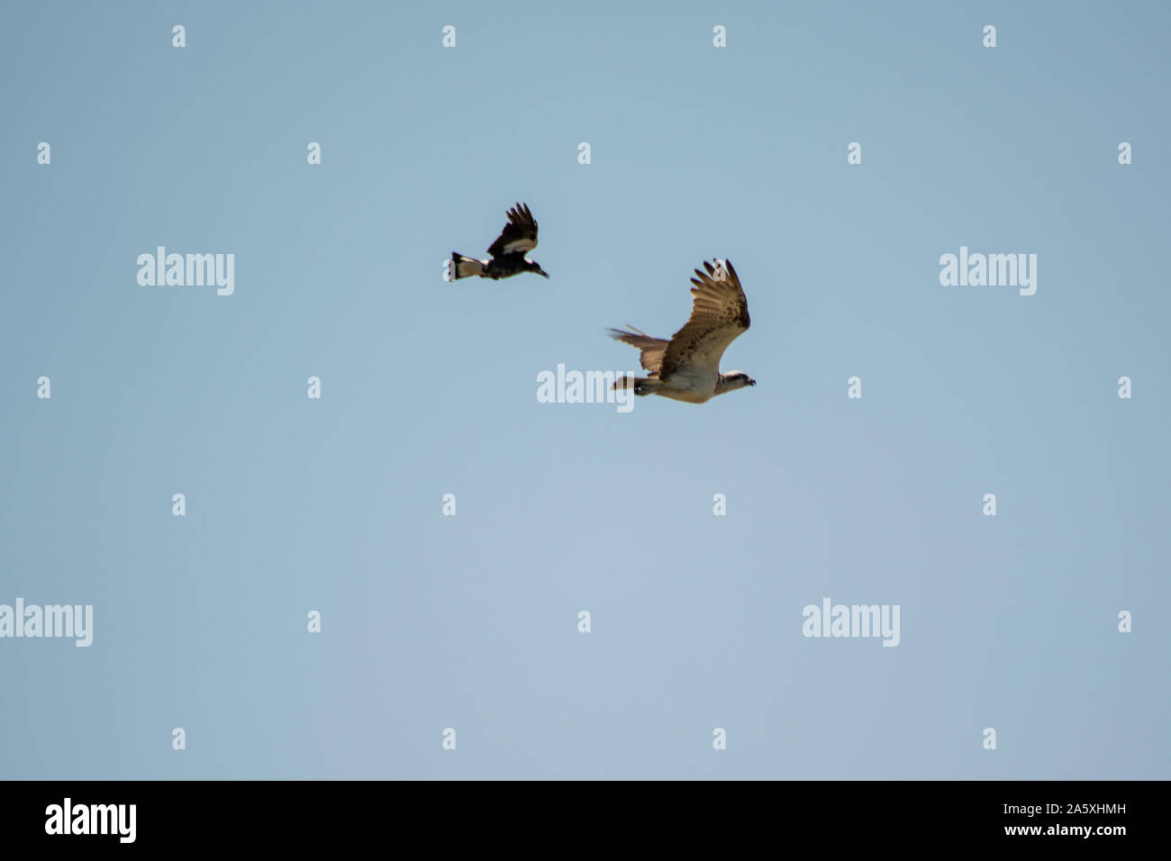 Birds flying, Osprey and a Magpie in formation? or about to launch an ...