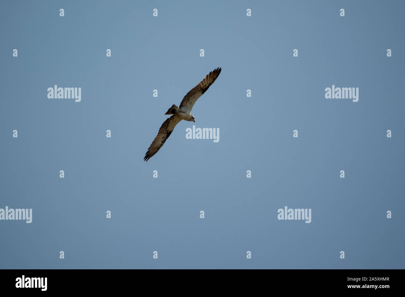 Osprey Flying Overhead High Resolution Stock Photography and Images - Alamy