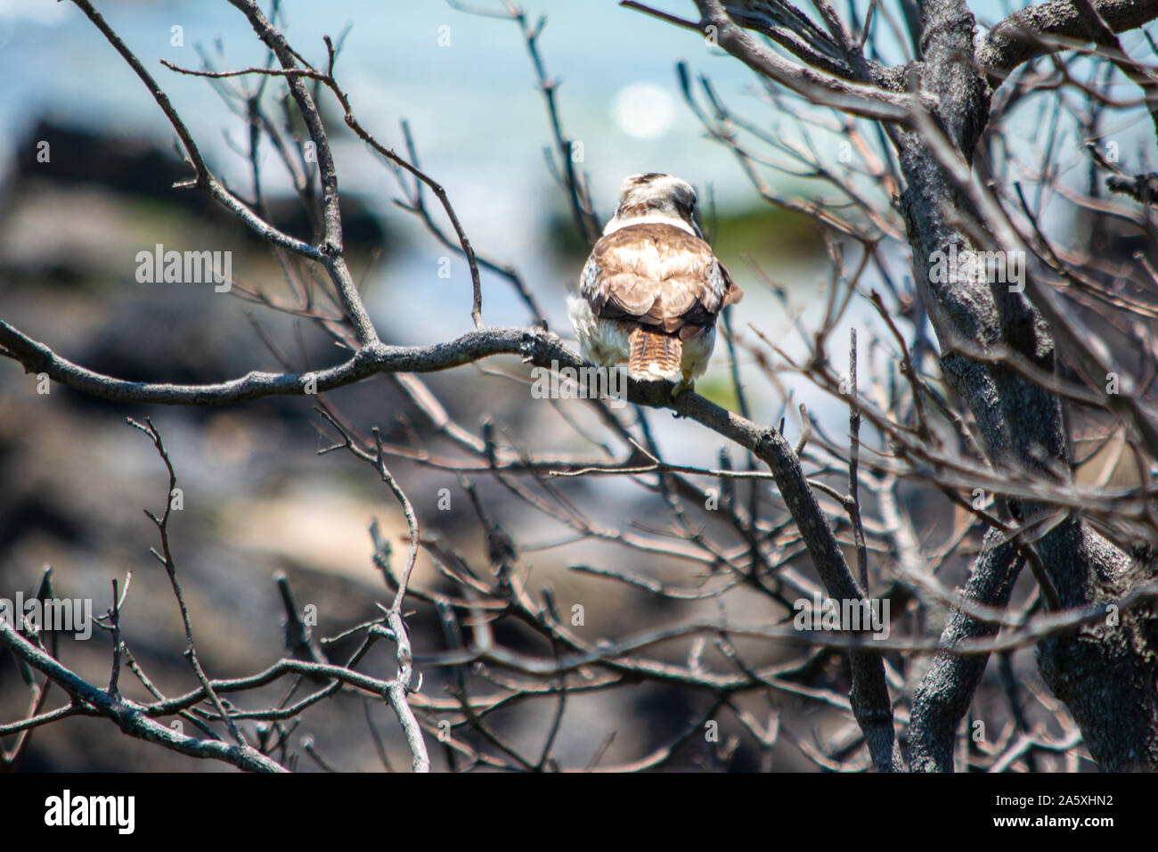 Bird, Kookaburra from behind, sitting in a tree on a branch ...