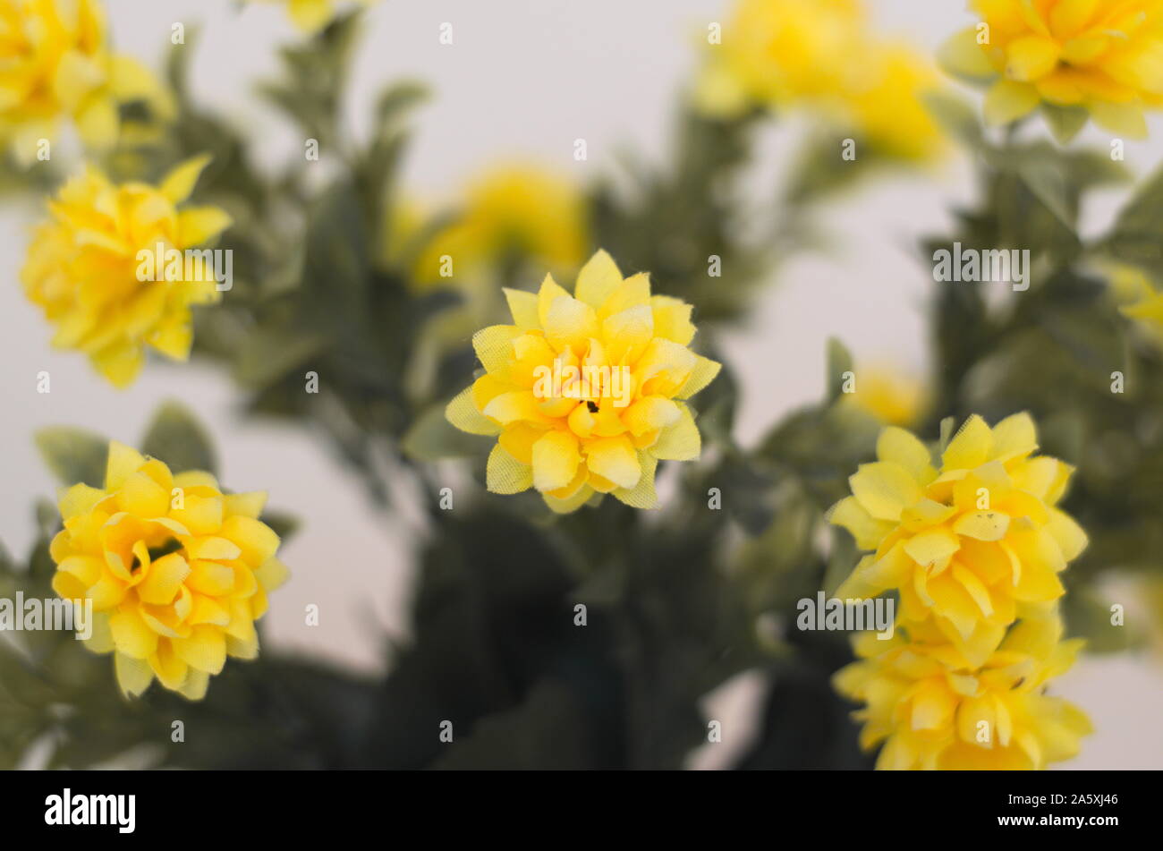 Flower doodle set hi-res stock photography and images - Alamy