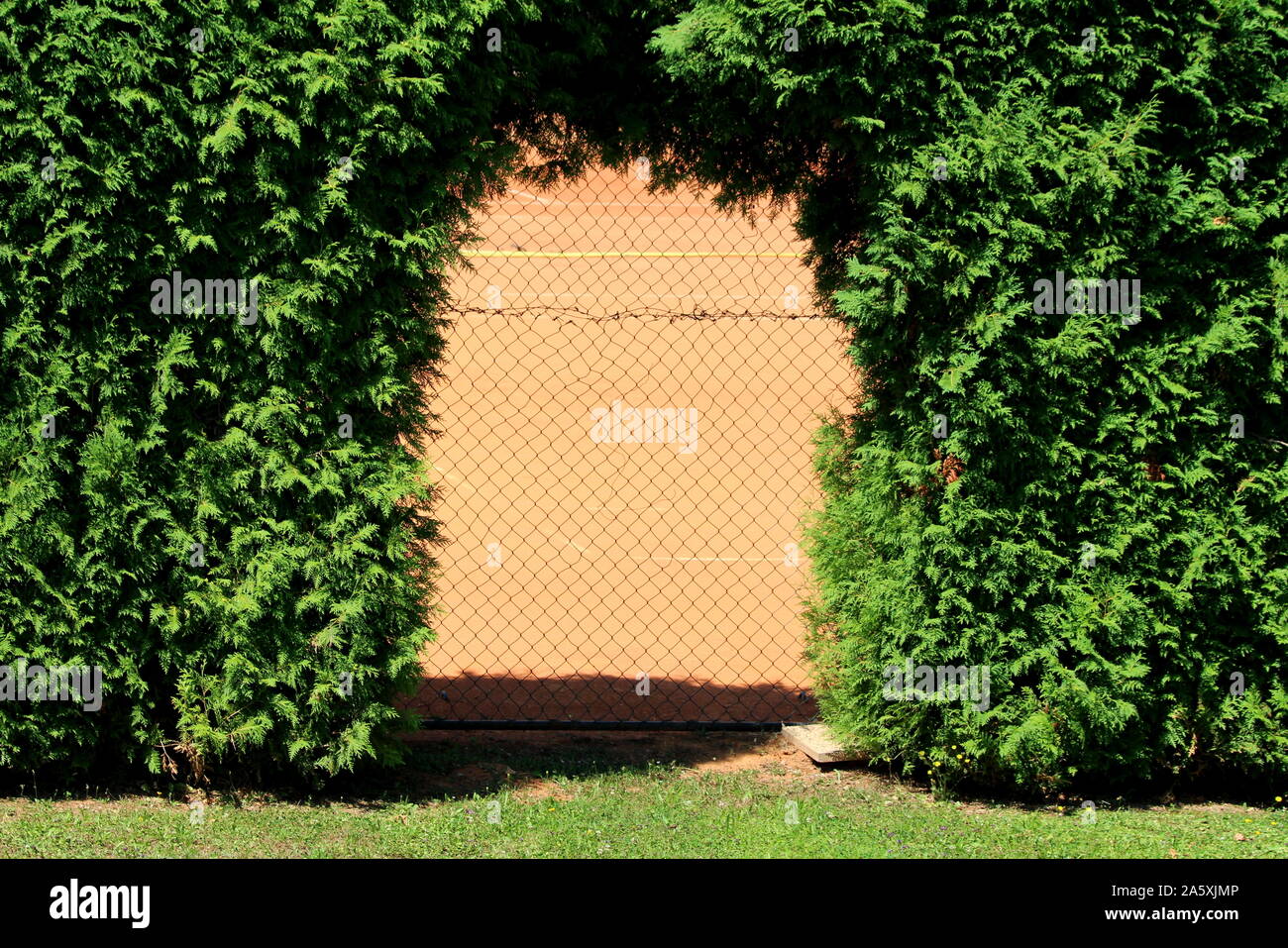 Passage in dense tall hedge made of Cypress or Cupressus evergreen ...