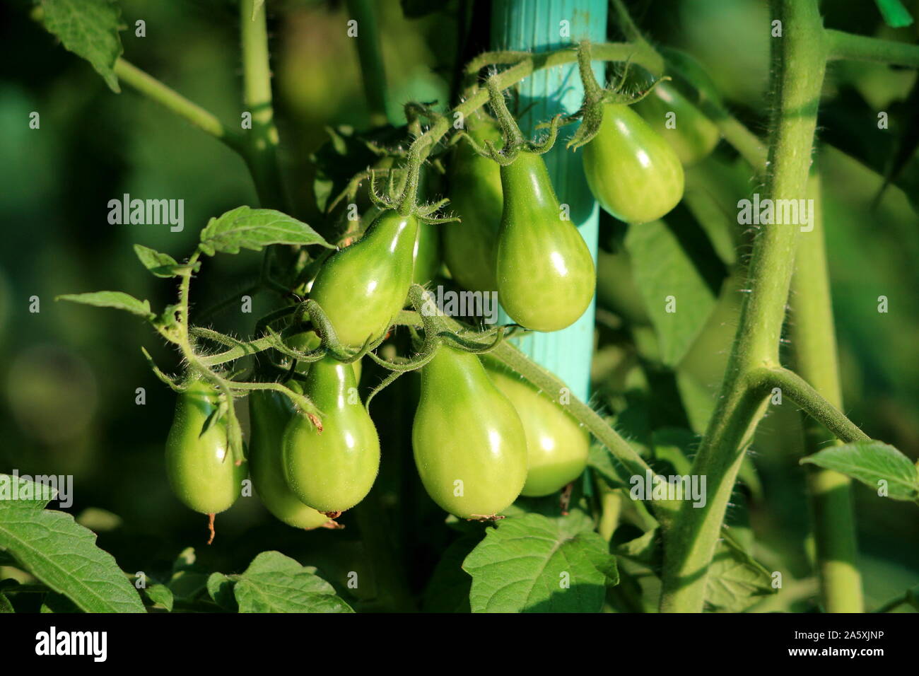 Pear shaped leaves hi-res stock photography and images - Alamy