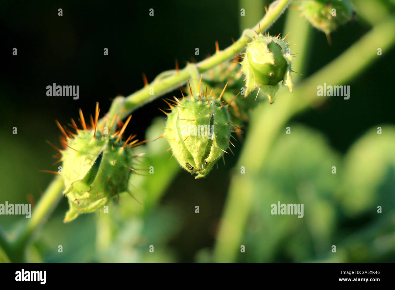 Fire and ice plant hi-res stock photography and images - Alamy
