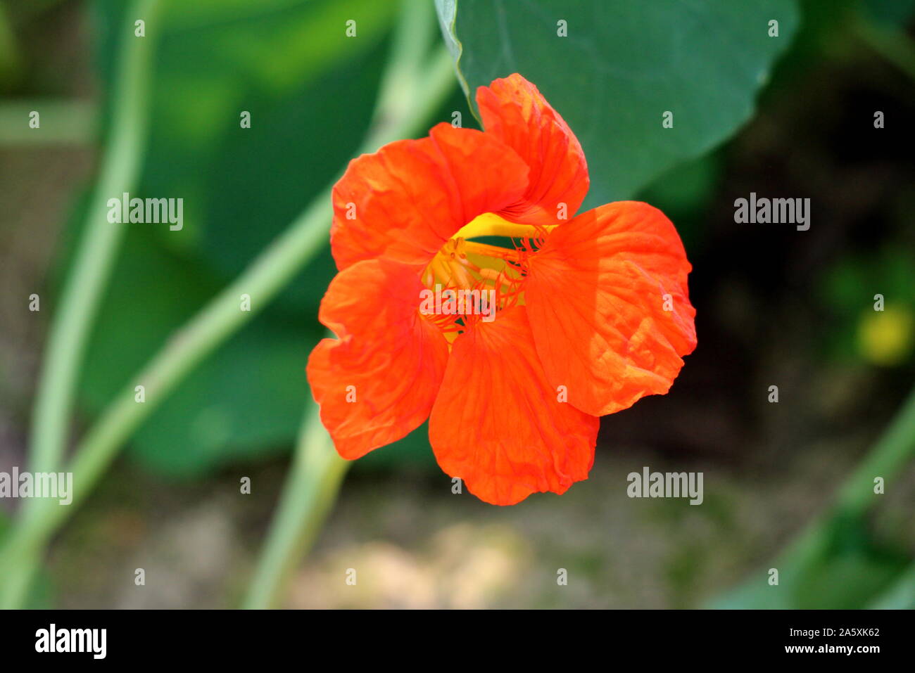 Disc shaped leaves hi-res stock photography and images - Alamy