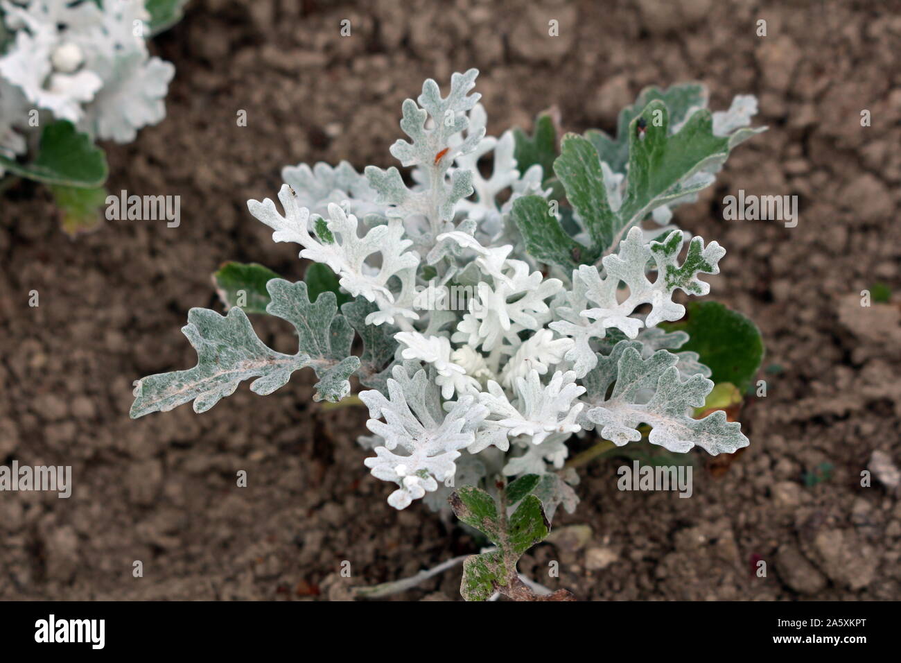 Senecio cineraria silver dust hi-res stock photography and images - Alamy