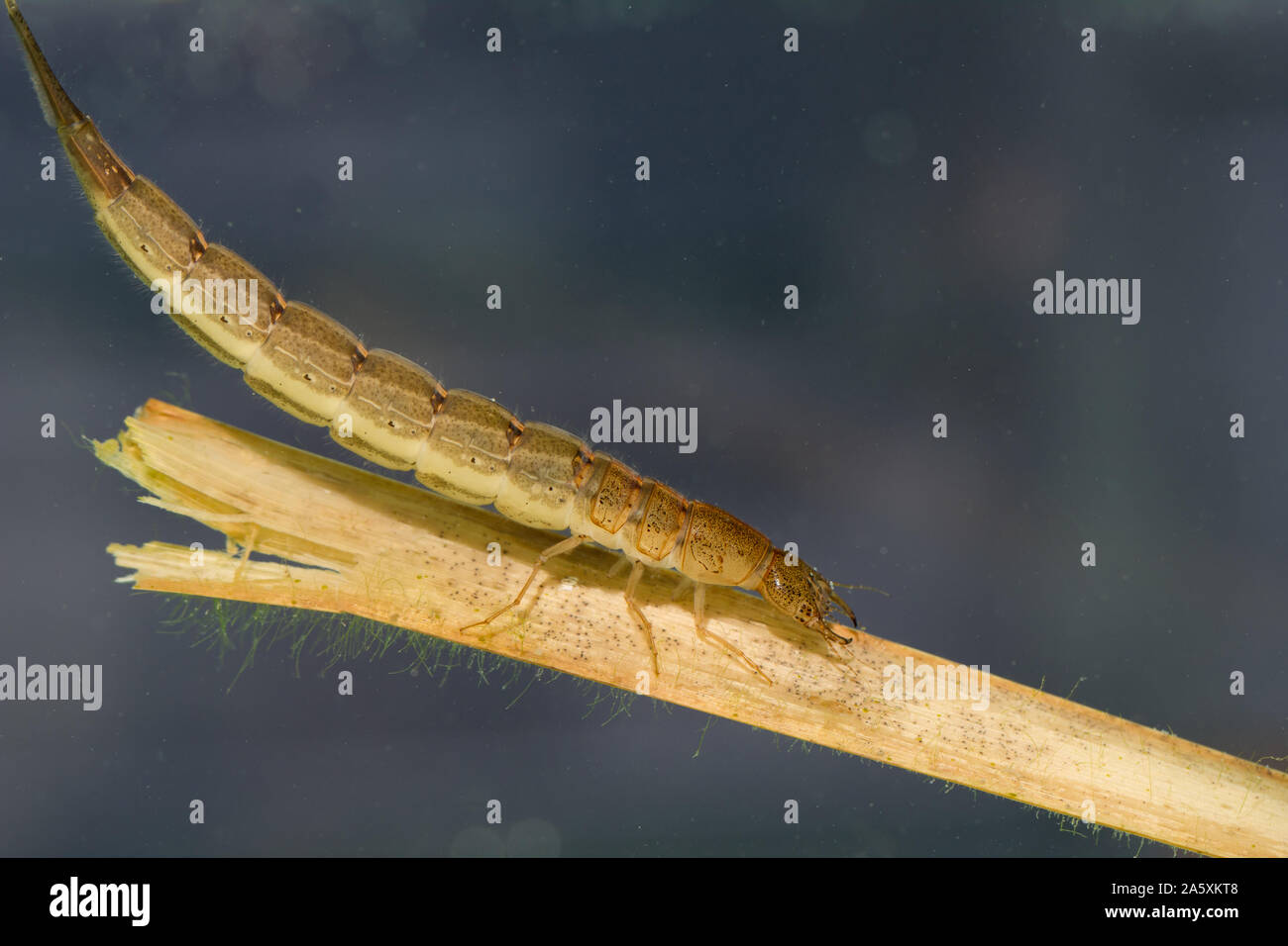 Diving beetle larva (Cybister lateralimarginalis Stock Photo - Alamy
