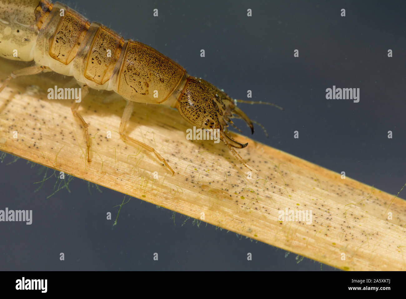 Diving beetle larva (Cybister lateralimarginalis Stock Photo - Alamy
