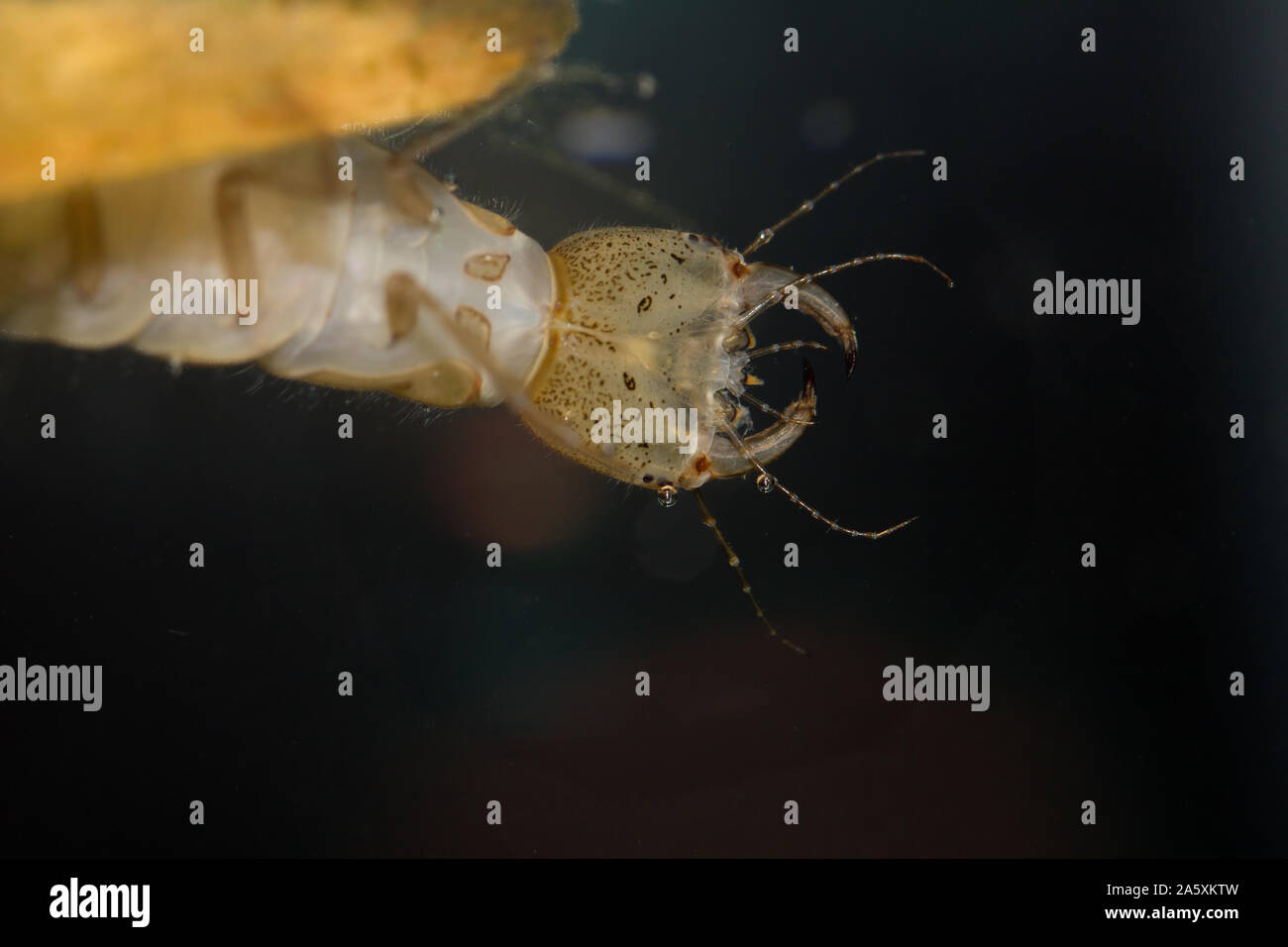 Diving beetle larva (Cybister lateralimarginalis Stock Photo - Alamy