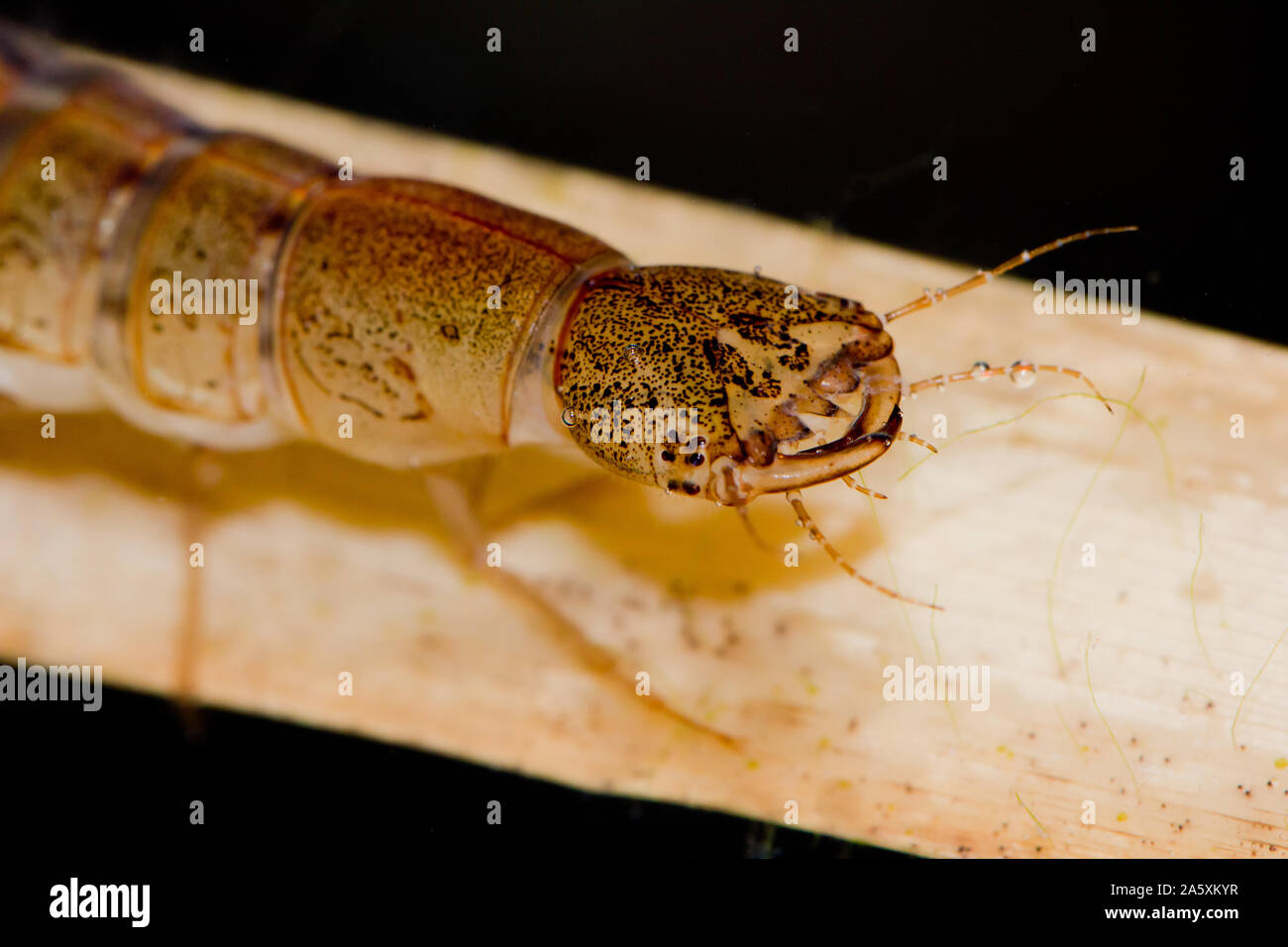 Diving beetle larva (Cybister lateralimarginalis Stock Photo - Alamy