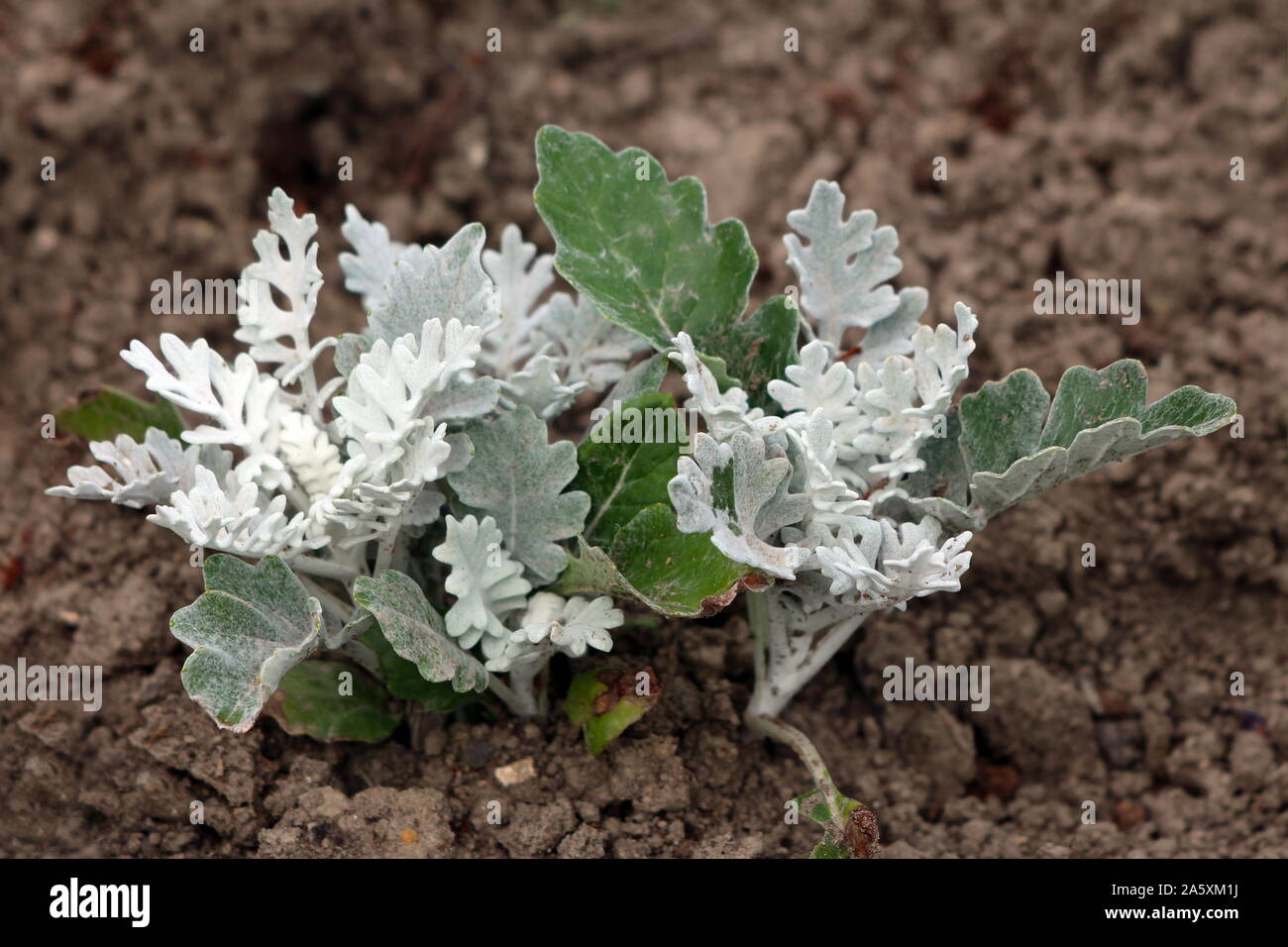 Two Senecio cineraria Silver dust or Silver Ragwort half hardy ...