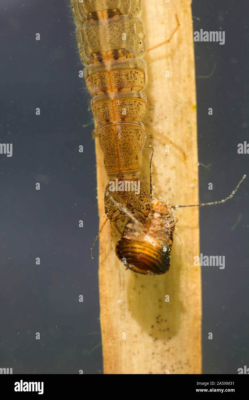 Diving beetle larva (Cybister lateralimarginalis Stock Photo - Alamy