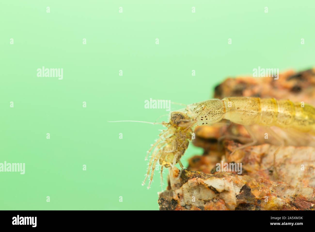 Diving beetle larva (Cybister lateralimarginalis Stock Photo - Alamy