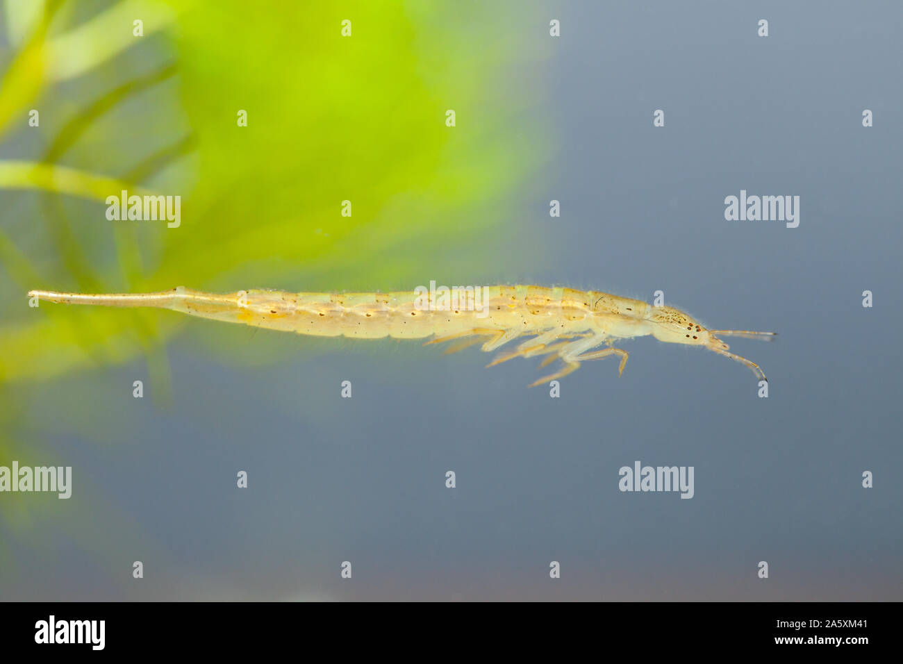 Diving beetle larva (Cybister lateralimarginalis Stock Photo - Alamy