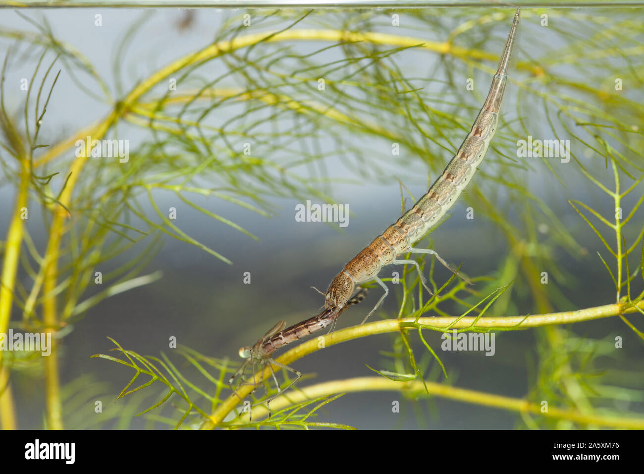Diving beetle larva (Cybister lateralimarginalis Stock Photo - Alamy