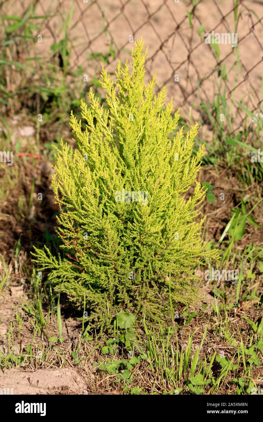 Scale like leaves hi-res stock photography and images - Alamy