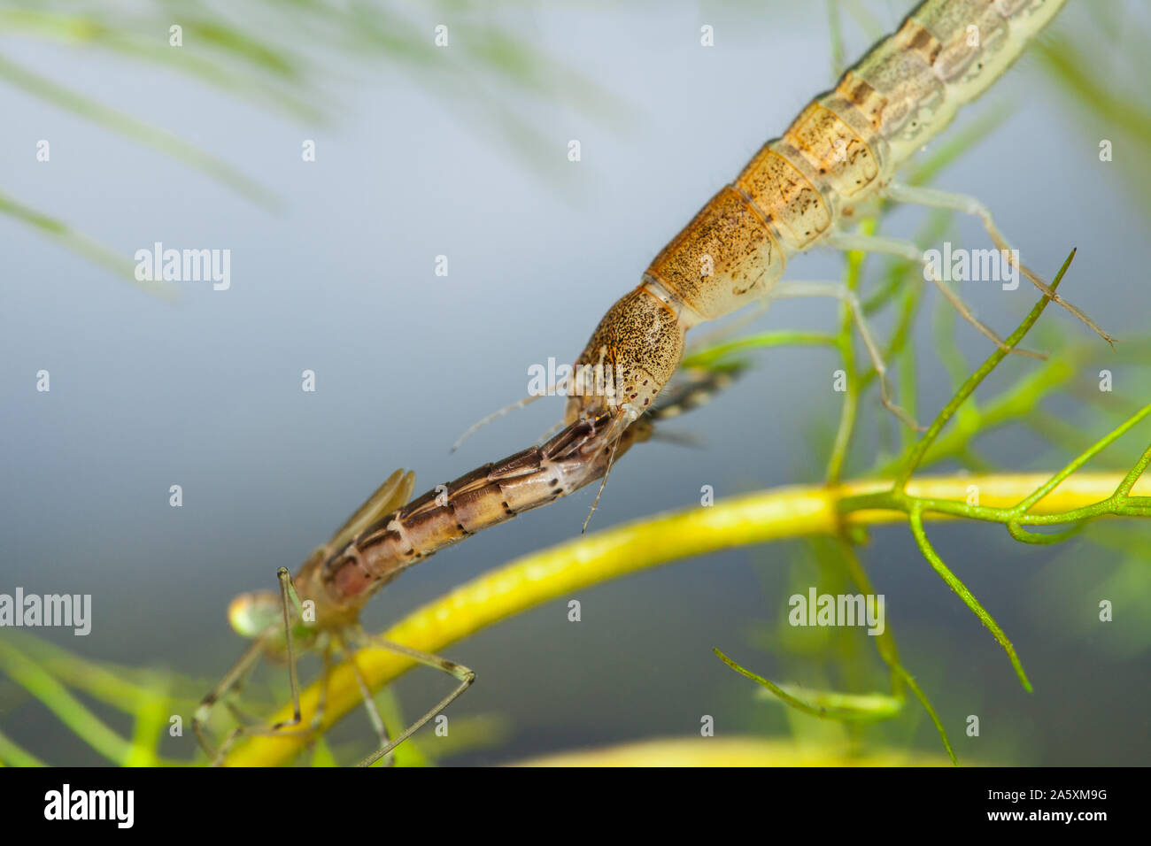 Diving beetle larva (Cybister lateralimarginalis Stock Photo - Alamy