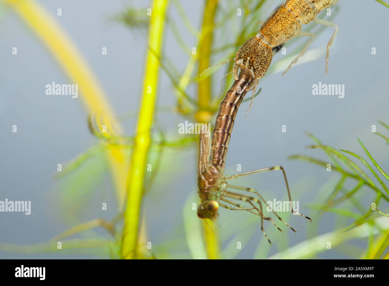 Lateralimarginalis hi-res stock photography and images - Alamy