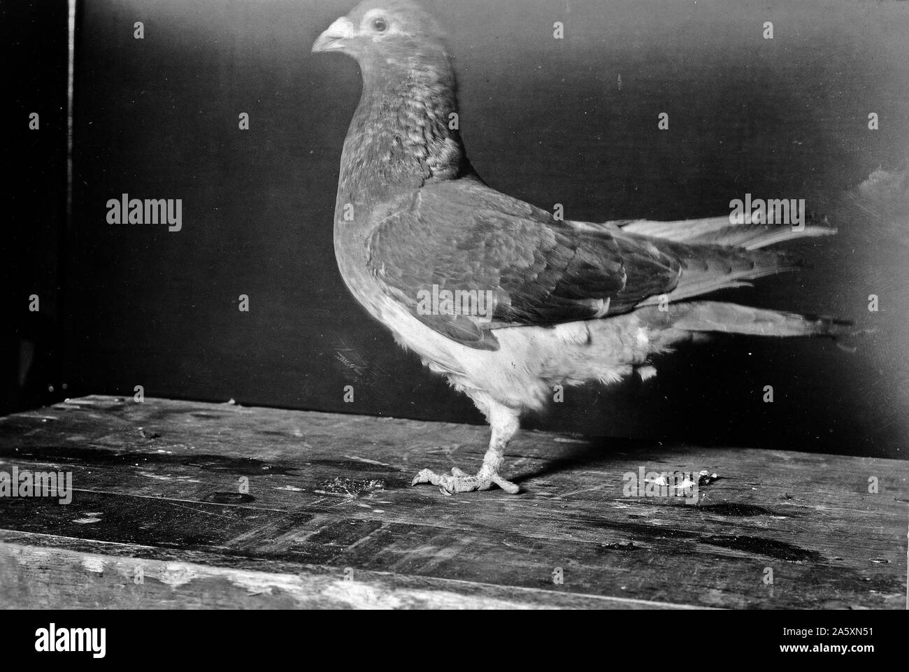 Carrier pigeon carrying message hi-res stock photography and images - Alamy