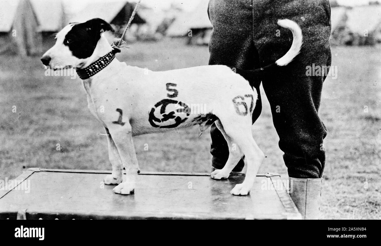 Dogs - Every regiment has its mascot, and this dog belongs to a ...