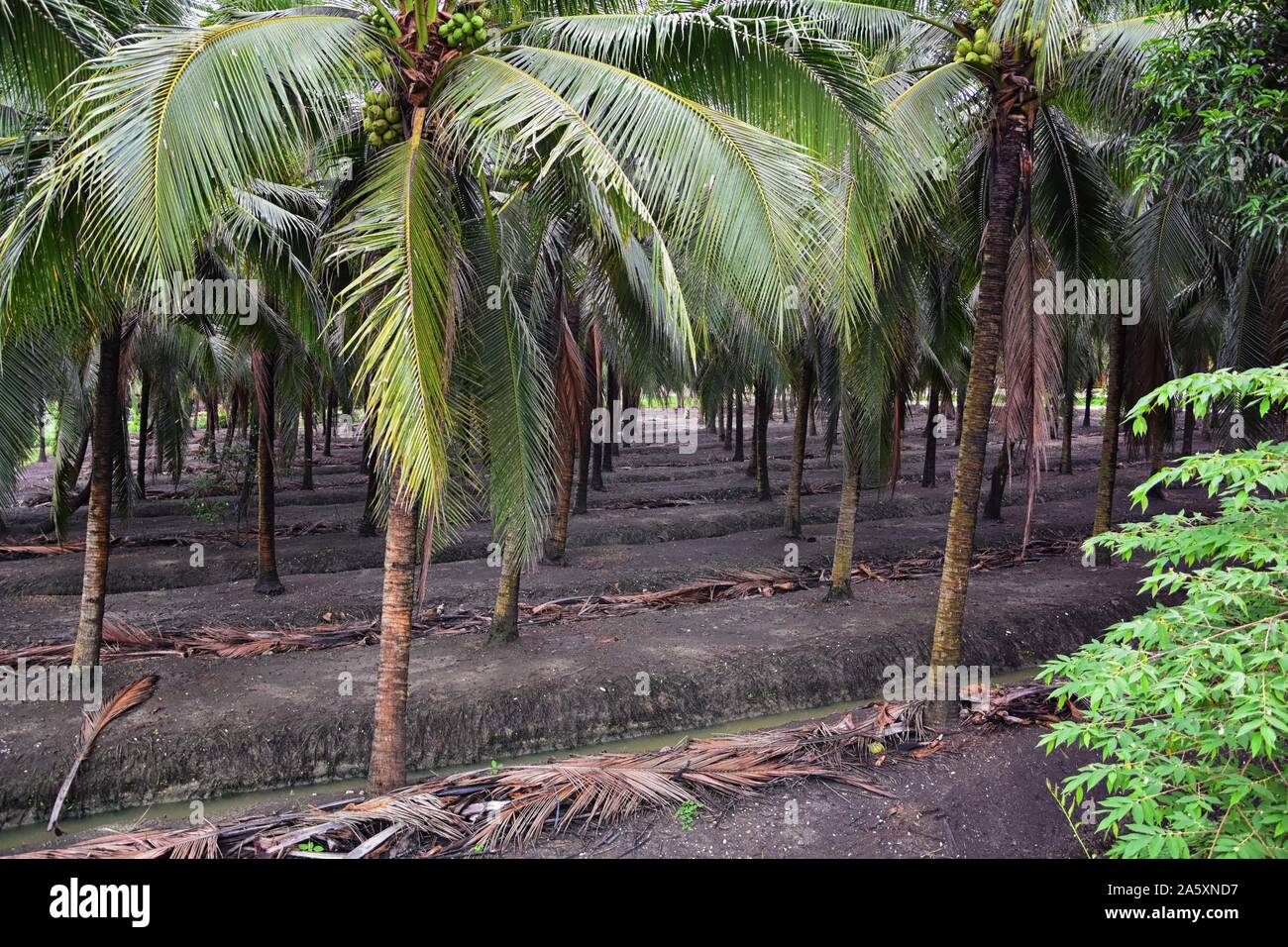 Tropical Plantation trees by Bangkok Thailand, Damnoen Saduak. Views ...